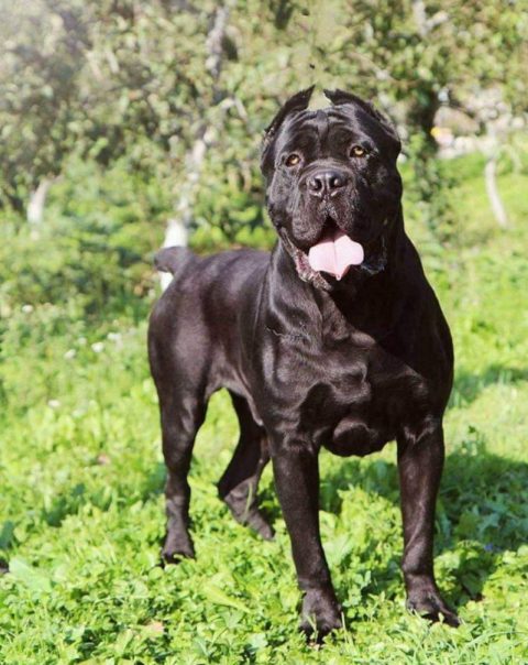 Cane Corso Studs - New Era Corso UK